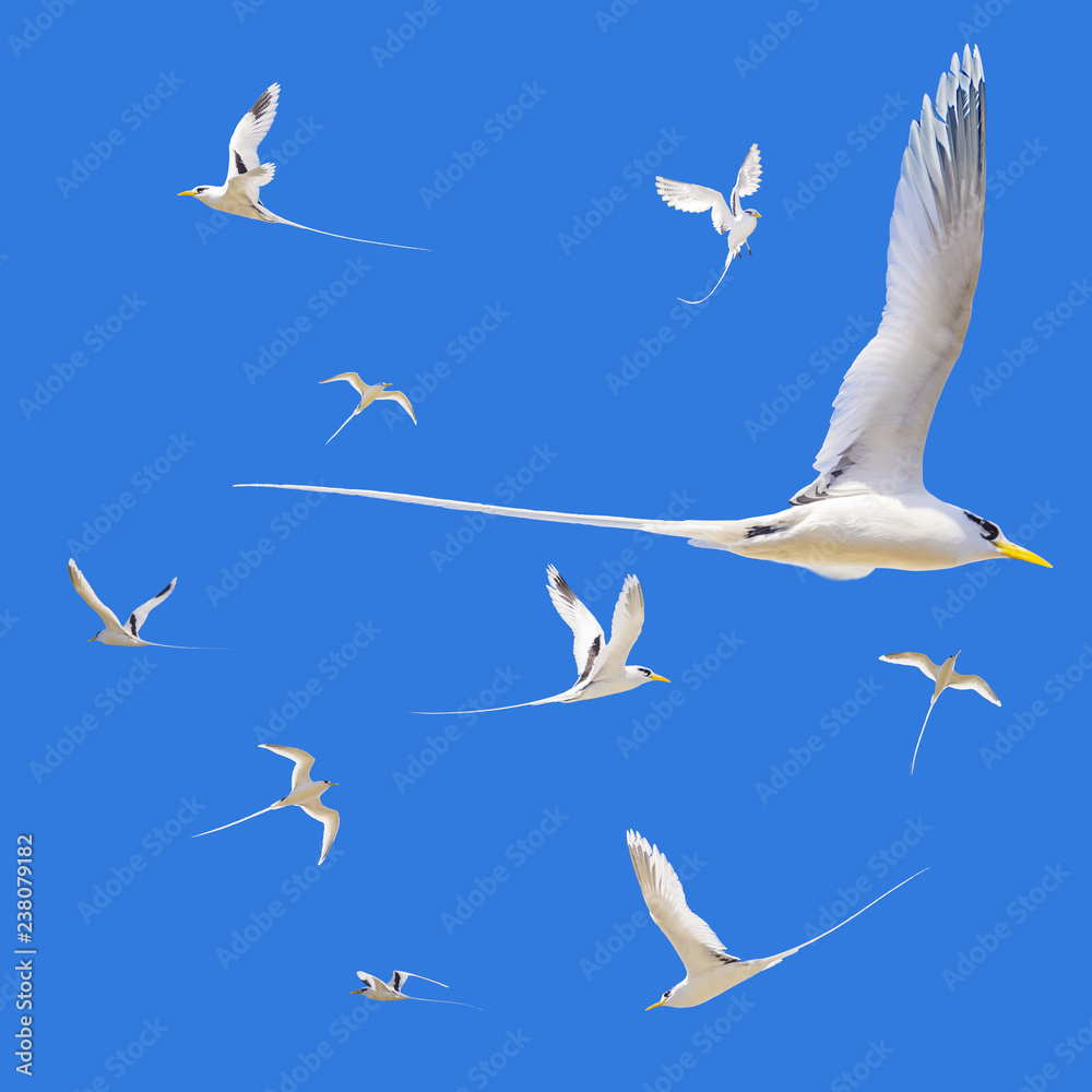 Set of images of Phaethon lepturus (Paille-en-queue), emblematic bird of the Reunion Island ...