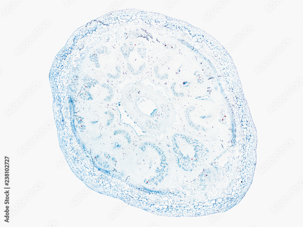 phaseolus vulgaris bean flower bud - cross section cut under the ...