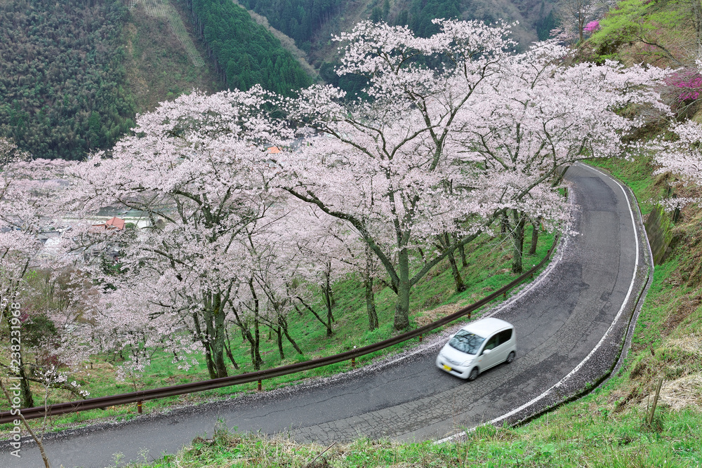 A car driving on a curvy highway winding up the hill with flourishing ...