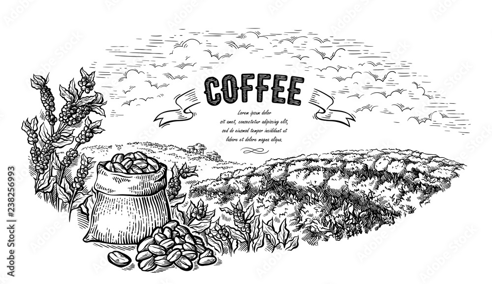 coffee plantation landscape bag and bush in graphic style hand-drawn ...