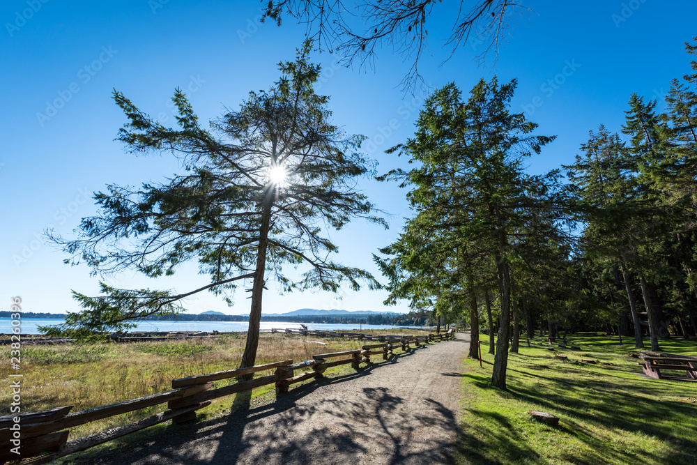 Beautiful view of the sun peaking through the trees and ocean in the ...