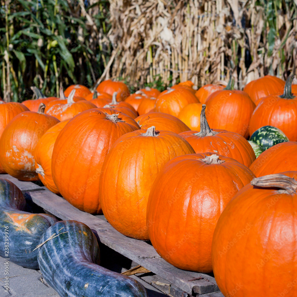 Stock-Foto „Big orange pumpkin harvest - Ares Pumpkin, Gladiator ...