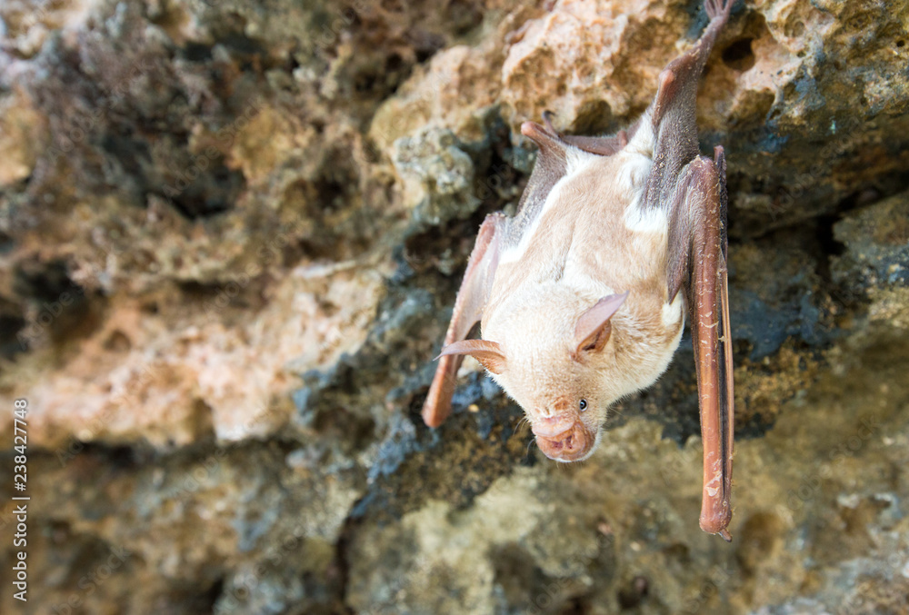 vampire bat are sleeping in the cave hanging on the ceiling period ...