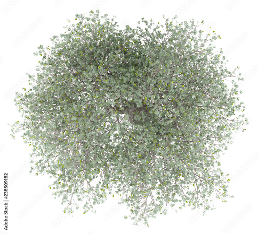 olive tree with olives isolated on white background. top view Stock ...