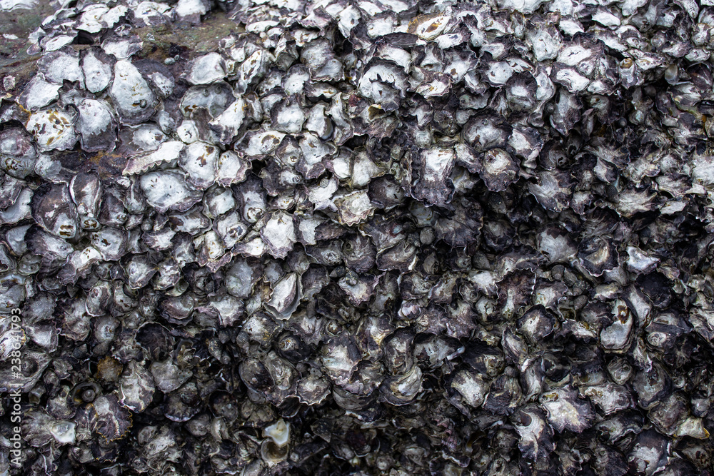 Oyster shells rock on sea shore, Shell scrap surface on stone Stock ...