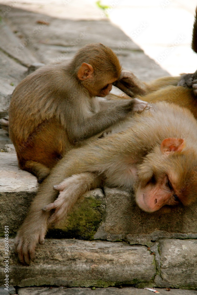 Asian small monkeys and their children sitting, playing, scratching and ...