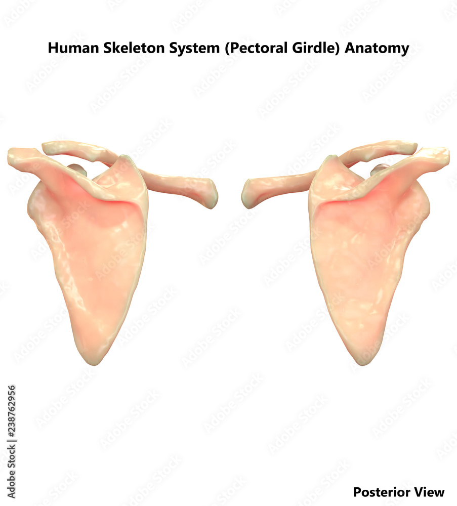 Human Skeleton System Pectoral Girdle Anatomy Stock Illustration ...