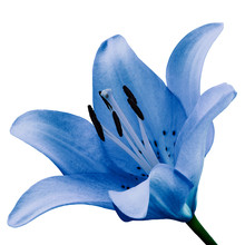 Blue Lily Bud Free Stock Photo - Public Domain Pictures
