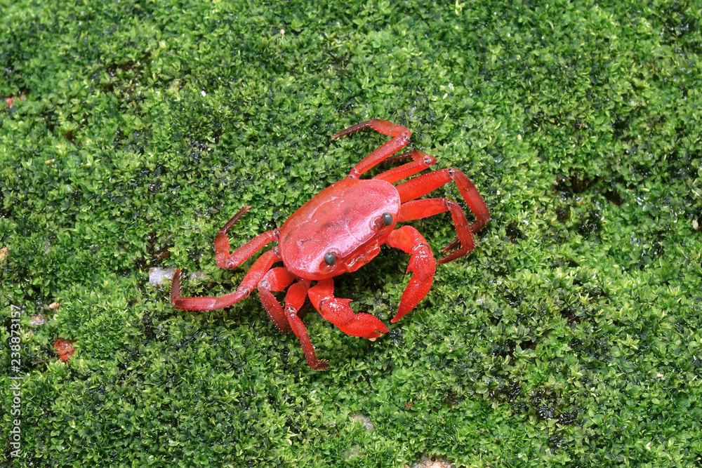 Red crab (Phricotelphusa limula)(Female) , One of world most beautiful ...