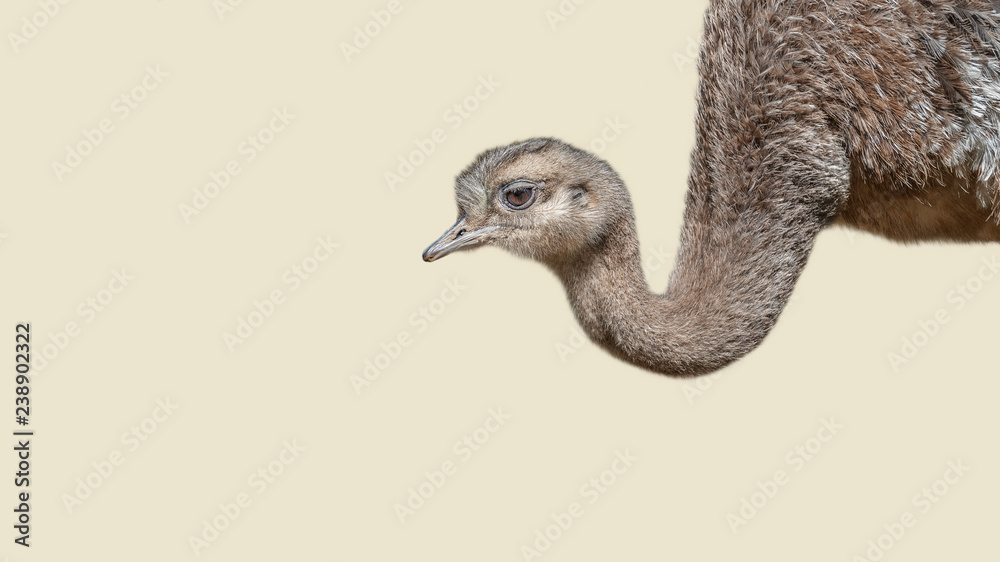 Young and funny Patagonian ostrich Rhea isolated at smooth background ...