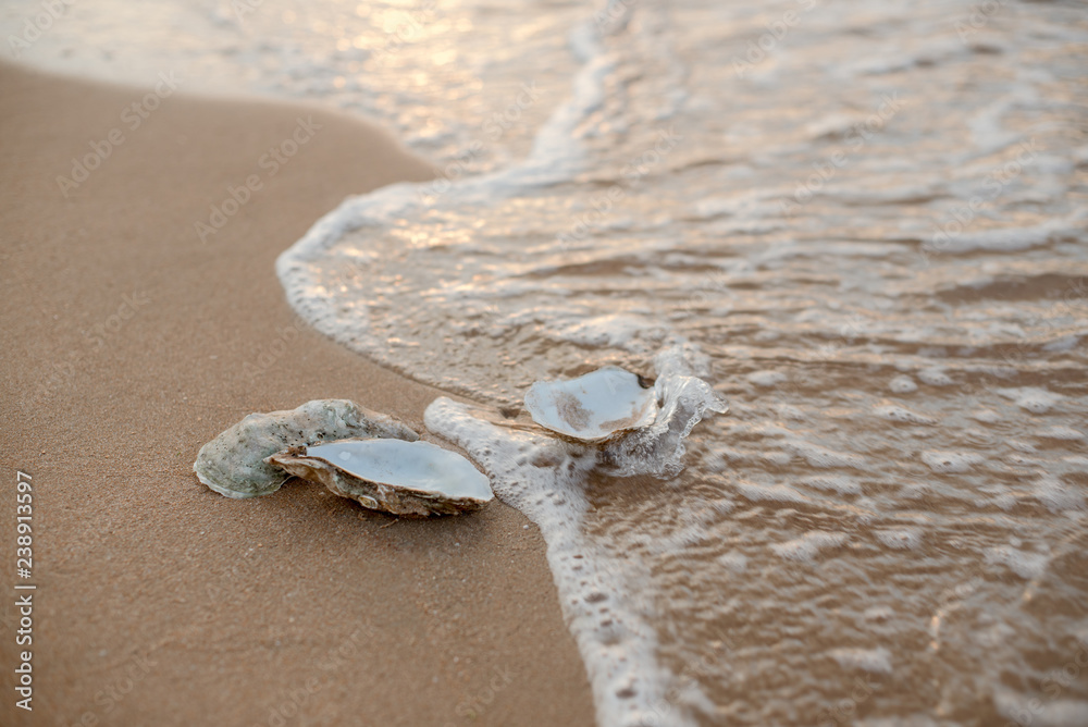 Oyster shells on the surf line with sand on the sea beach, as a concept ...