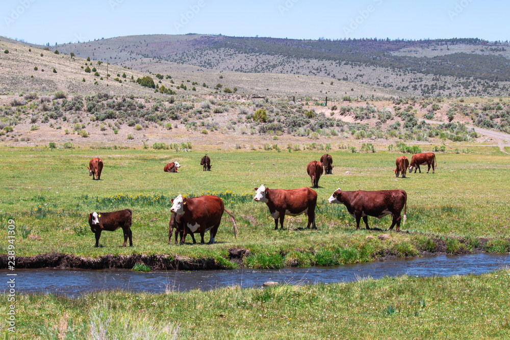 Cattle in the green meadow and a small canal flows pass farm with ...