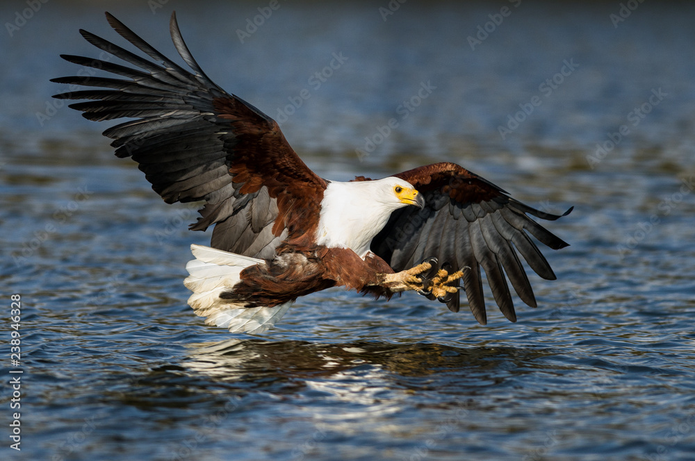 African Fish Eagle (Haliaeetus vocifer) flying with claws to catch fish ...