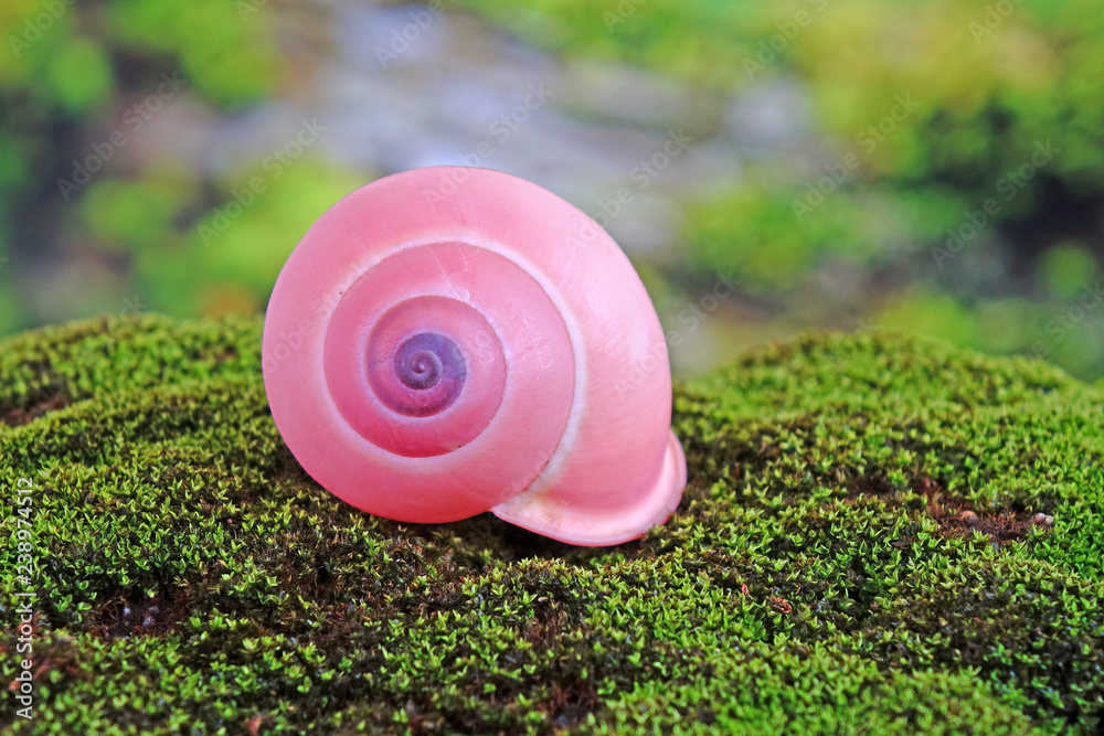 Shells / Snails : Pink tree snails (Calocochlia festiva) beautiful ...