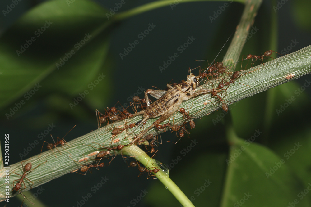 Photo Stock Weaver ants feeding on a cricket. A small ant species ...
