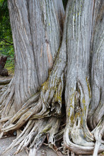 Two Tree Trunks Growing Together Free Stock Photo - Public Domain Pictures