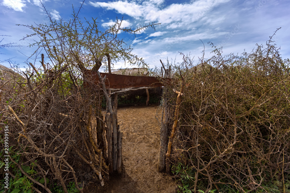 Maasai thorny fence made of Acacia tree branches to hide livestock from ...
