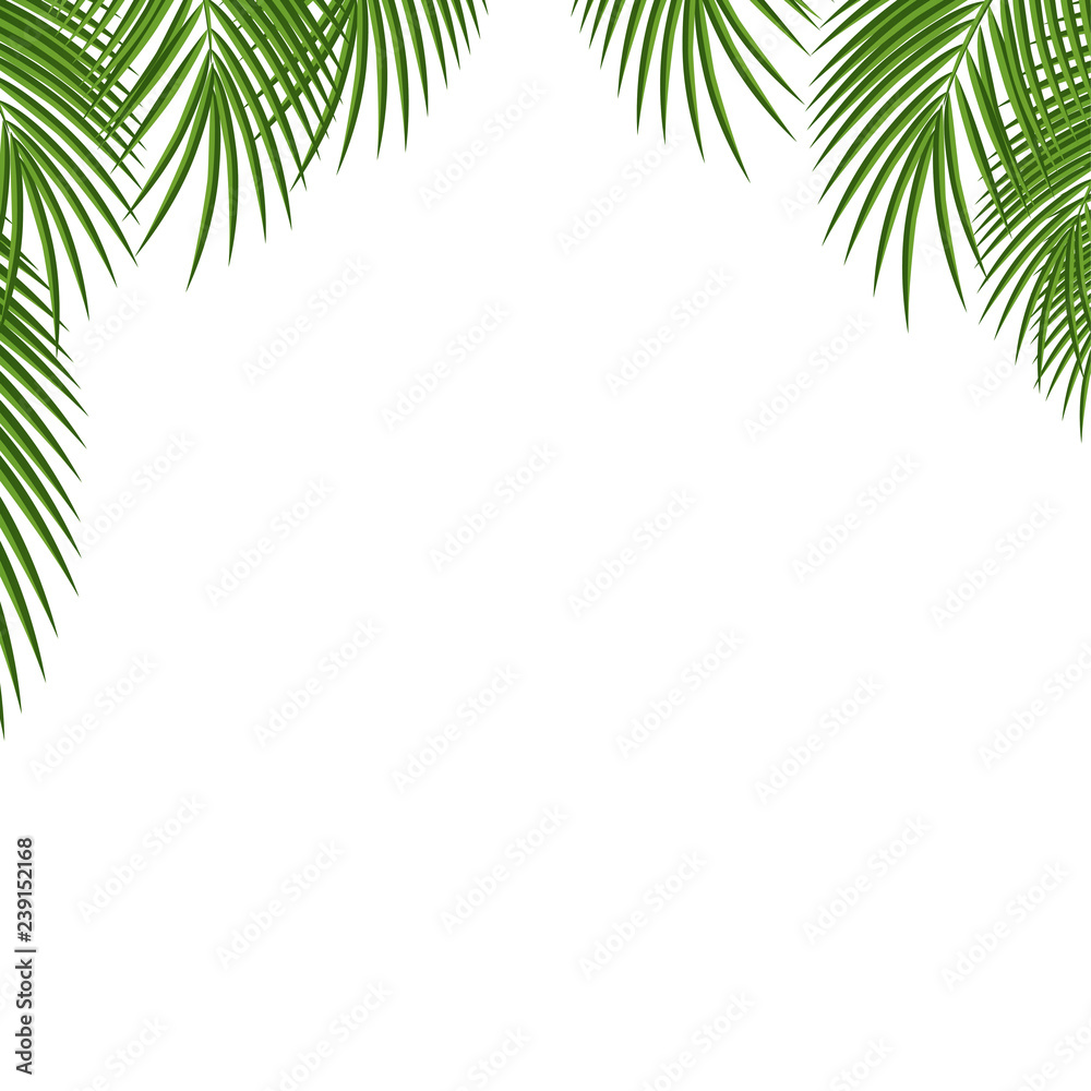 Palm tree. Frame. Green palm leaves template isolated on transparent ...