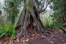 Tree With Exposed Root System Free Stock Photo - Public Domain Pictures