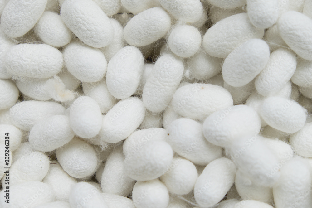 silkworm (Bombyx Mori) cocoons. This is a natural source of silk before it's processed.Natural ...