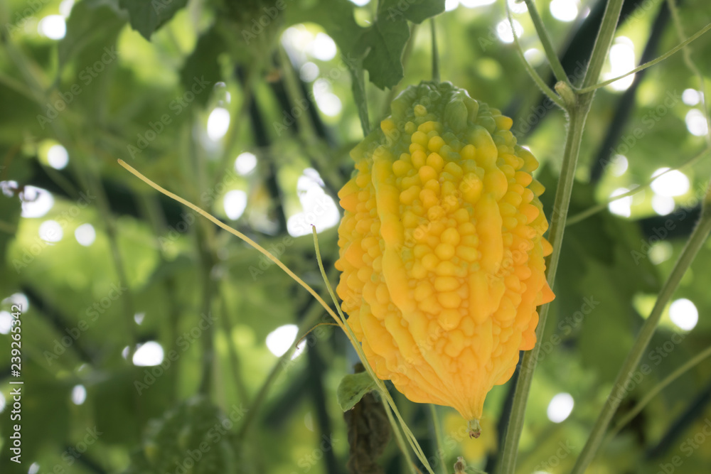 Stock-Foto „Balsam apple, Balsam pear, Bitter cucumber, Bitter gourd ...