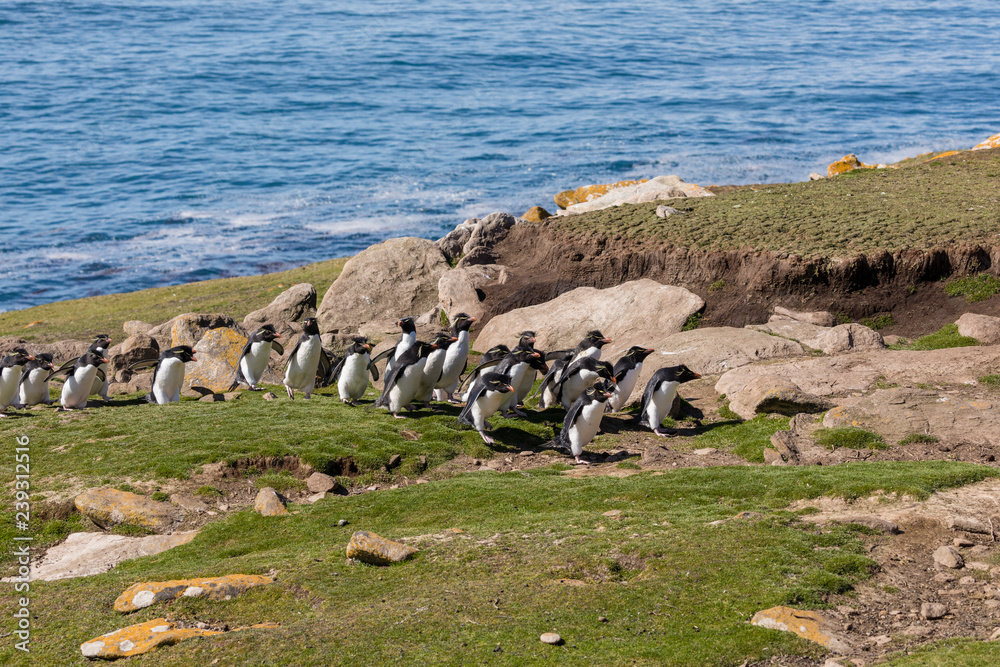 Group of rockhopper penguins walk up the hill to their colony on ...