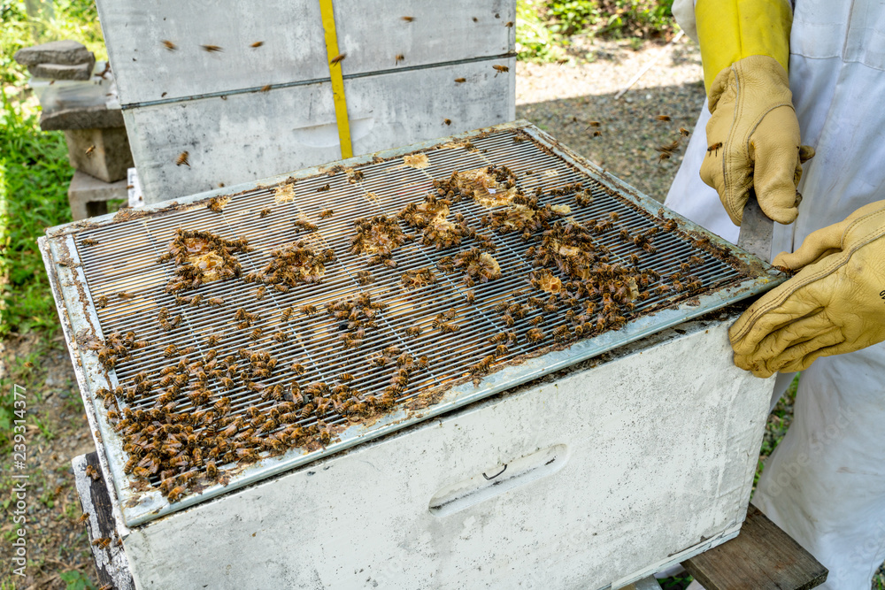 Inside of a bee hive showing the queen excluder, preventing the queen ...