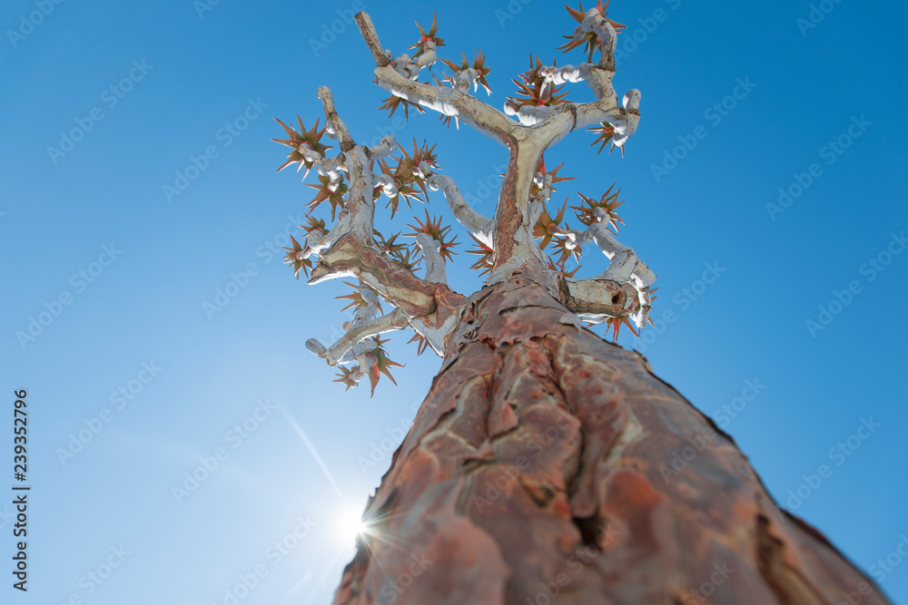 The Quiver Tree in Namibia gets its name from the San people who used ...