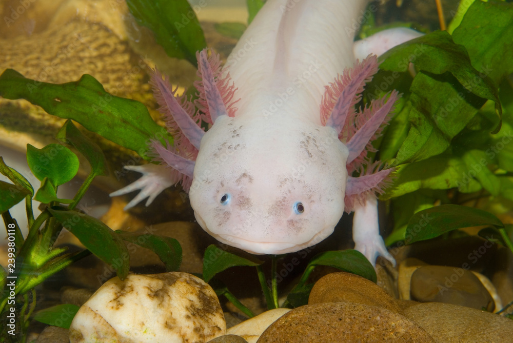 Underwater Axolotl portrait close up in an aquarium. Mexican walking ...