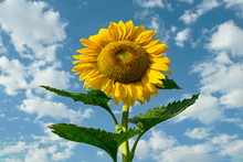 Giant Sunflower Free Stock Photo - Public Domain Pictures
