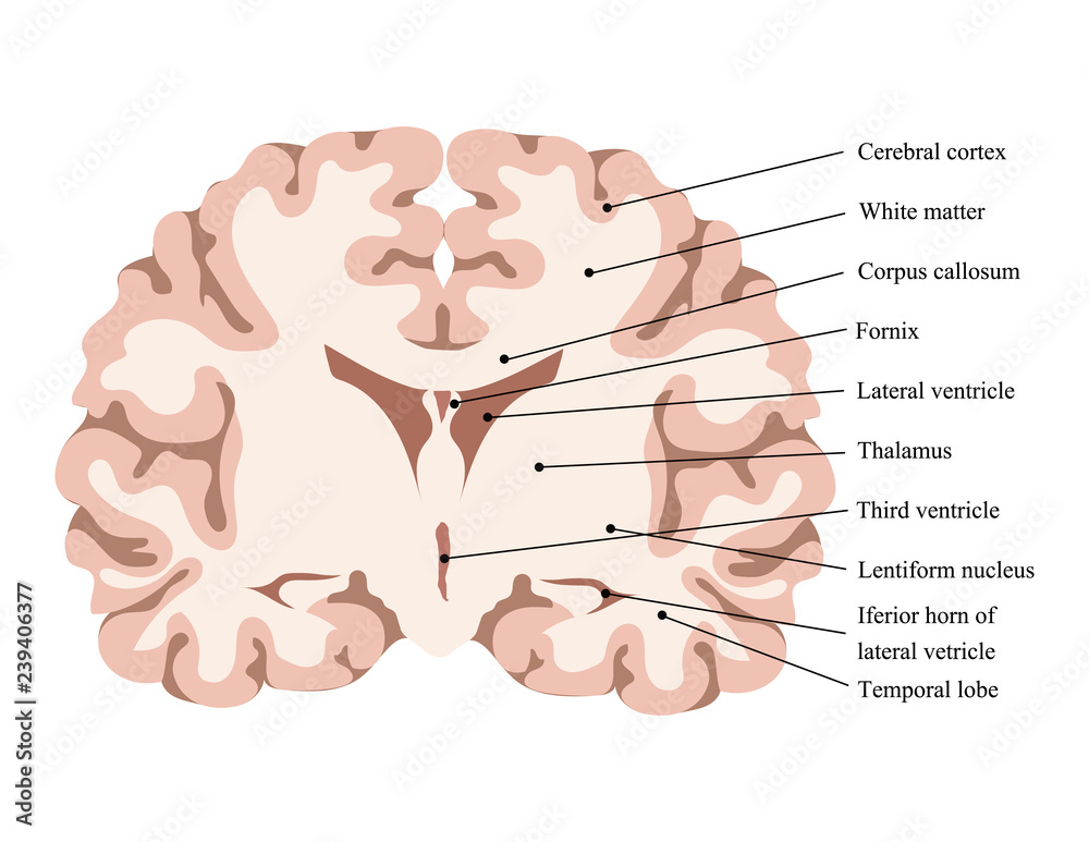Neuroscience vector illustration. Scheme of the human brain structure ...
