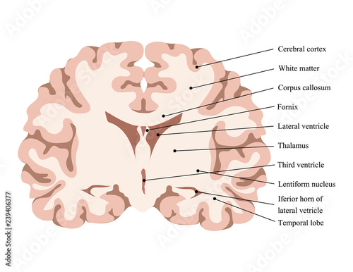 Neuroscience vector illustration. Scheme of the human brain structure ...