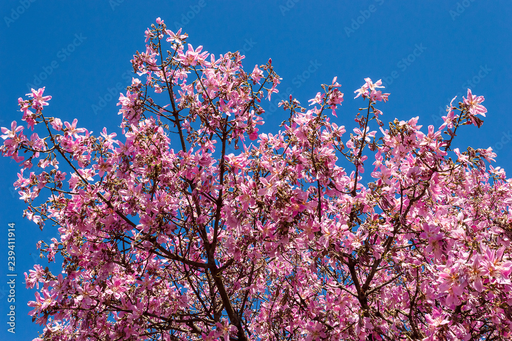 Barriguda or Paineira tree, present in the Brazilian Cerrado with its variants of colors. Stock ...