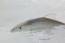 Bonefish Free Stock Photo - Public Domain Pictures