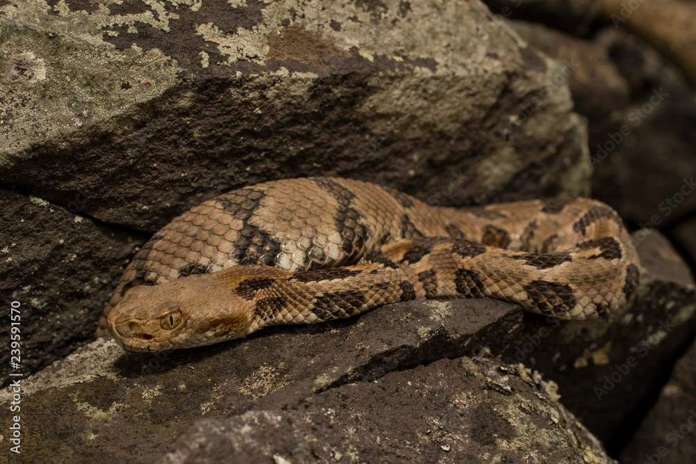 Young timber rattlesnake - Crotalus horridus Stock Photo | Adobe Stock