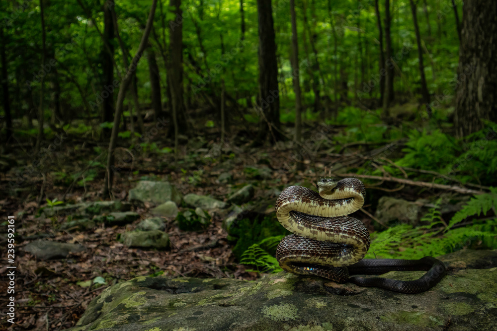 Eastern rat snake about to strike - Pantherophis alleghaniensis Stock ...