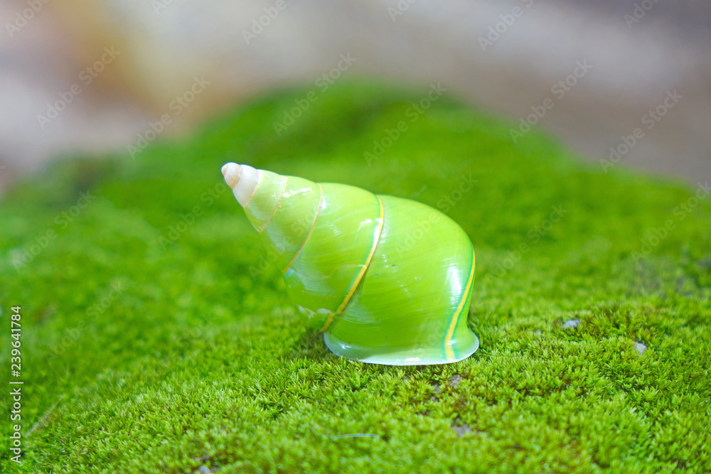 Foto Emerald green snail or Green tree snail, scientific name ...