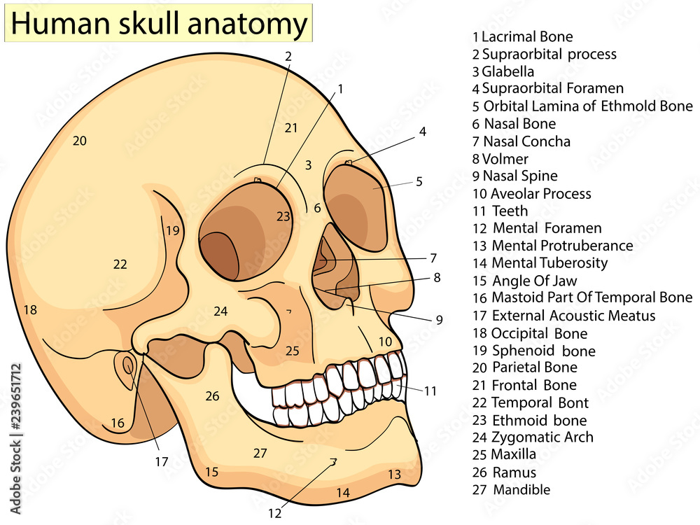 Medical Education Chart of Biology Human Skull Diagram. Raster. Front ...