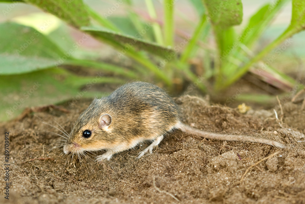 Plains Pocket Mouse, Perognathus flavescens Stock Photo | Adobe Stock
