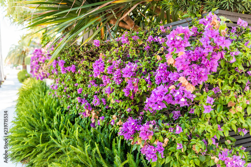 Florida Keys Plants And Flowers | Best Flower Site