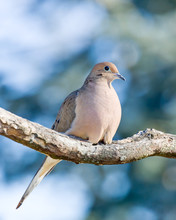 Mourning Dove's Free Stock Photo - Public Domain Pictures