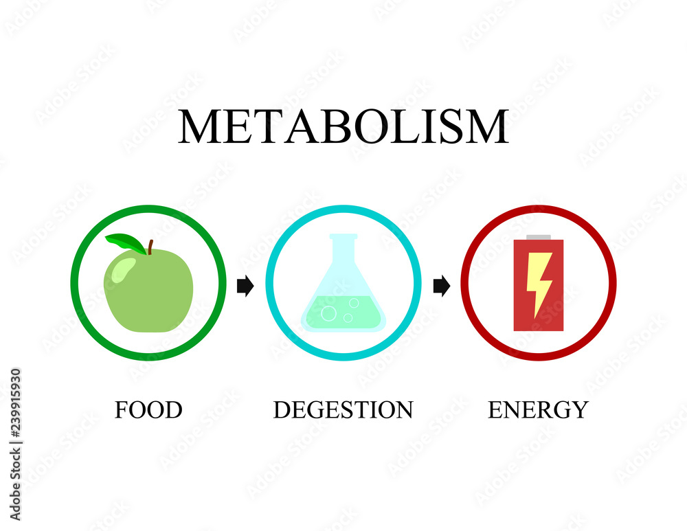Simple illustration of metabolism notion. Transformation from food to ...