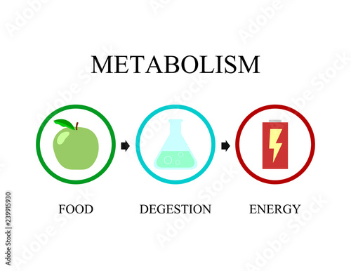 Simple illustration of metabolism notion. Transformation from food to ...