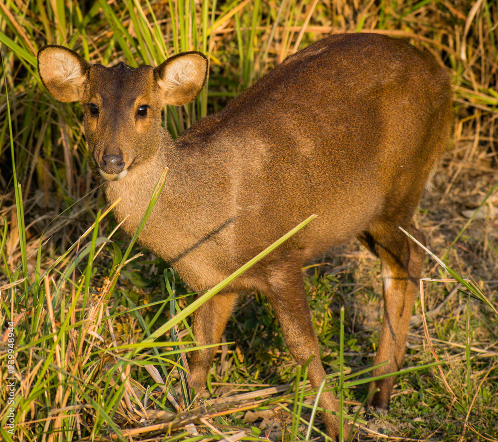 Assam culture and wildlife Stock Photo | Adobe Stock