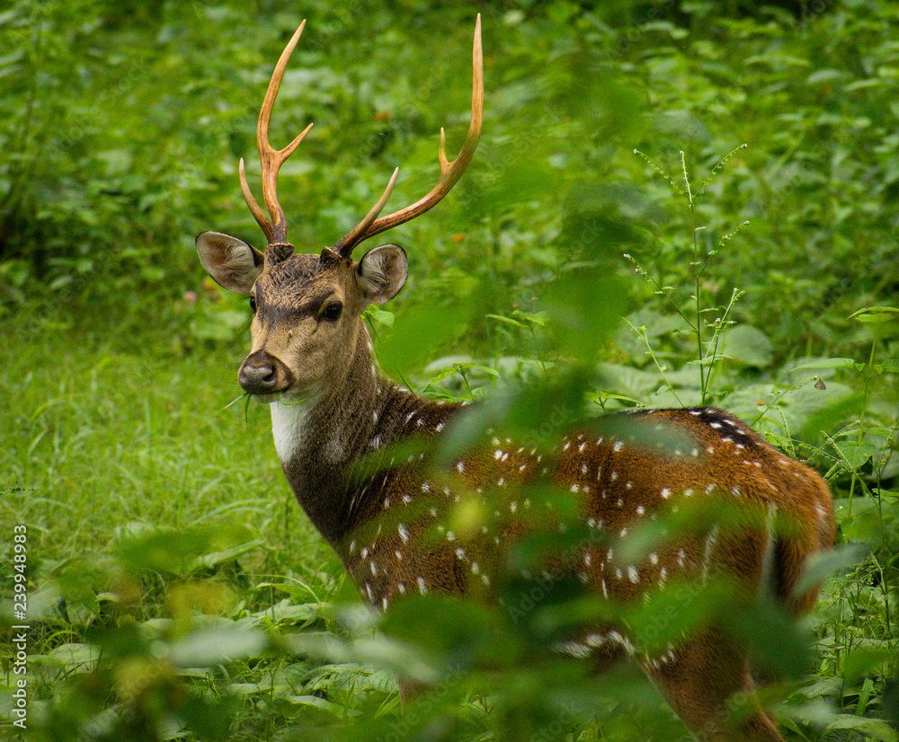 Assam culture and wildlife Stock Photo | Adobe Stock