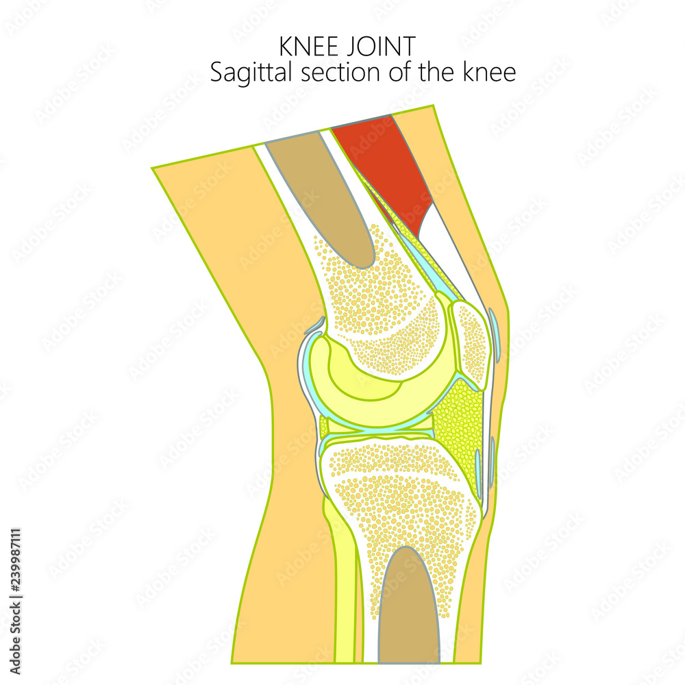 Vector illustration of a healthy human knee joint . Anatomy of the ...