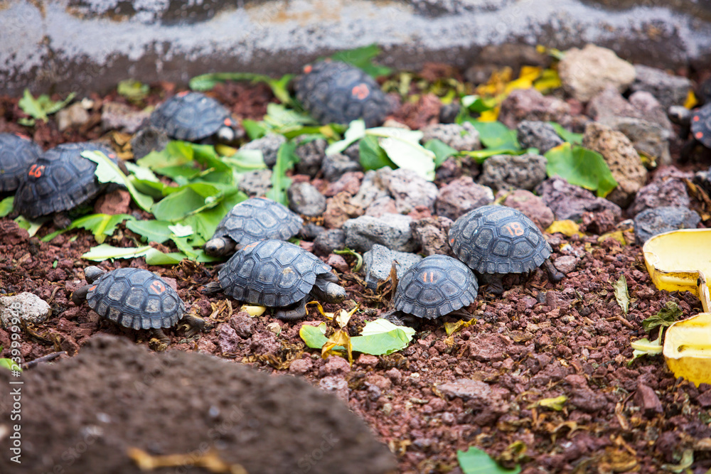 Little turtles at the Charles Darwin Breeding Center at the Galapagos ...