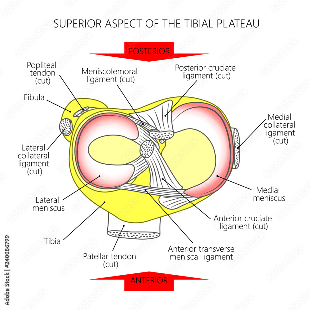 Vector illustration. Anatomy of a proximal surface of the tibia with ...