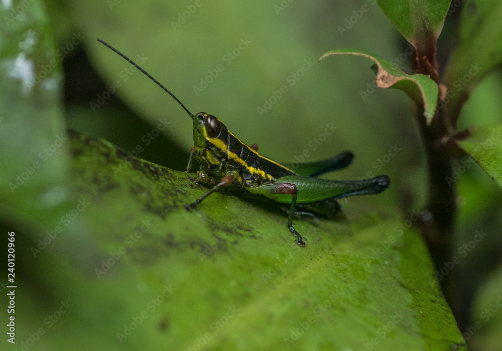 Amazon Rainforest Insect Stock Photo | Adobe Stock