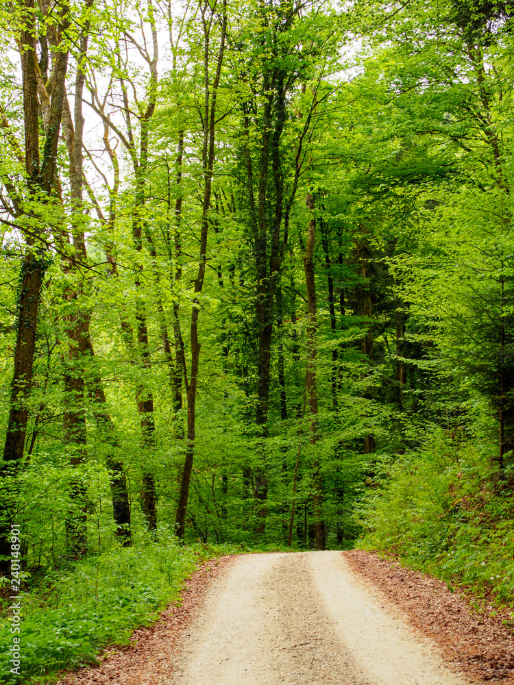 Wide vertical view of an unpaved forest road with tall trees ...